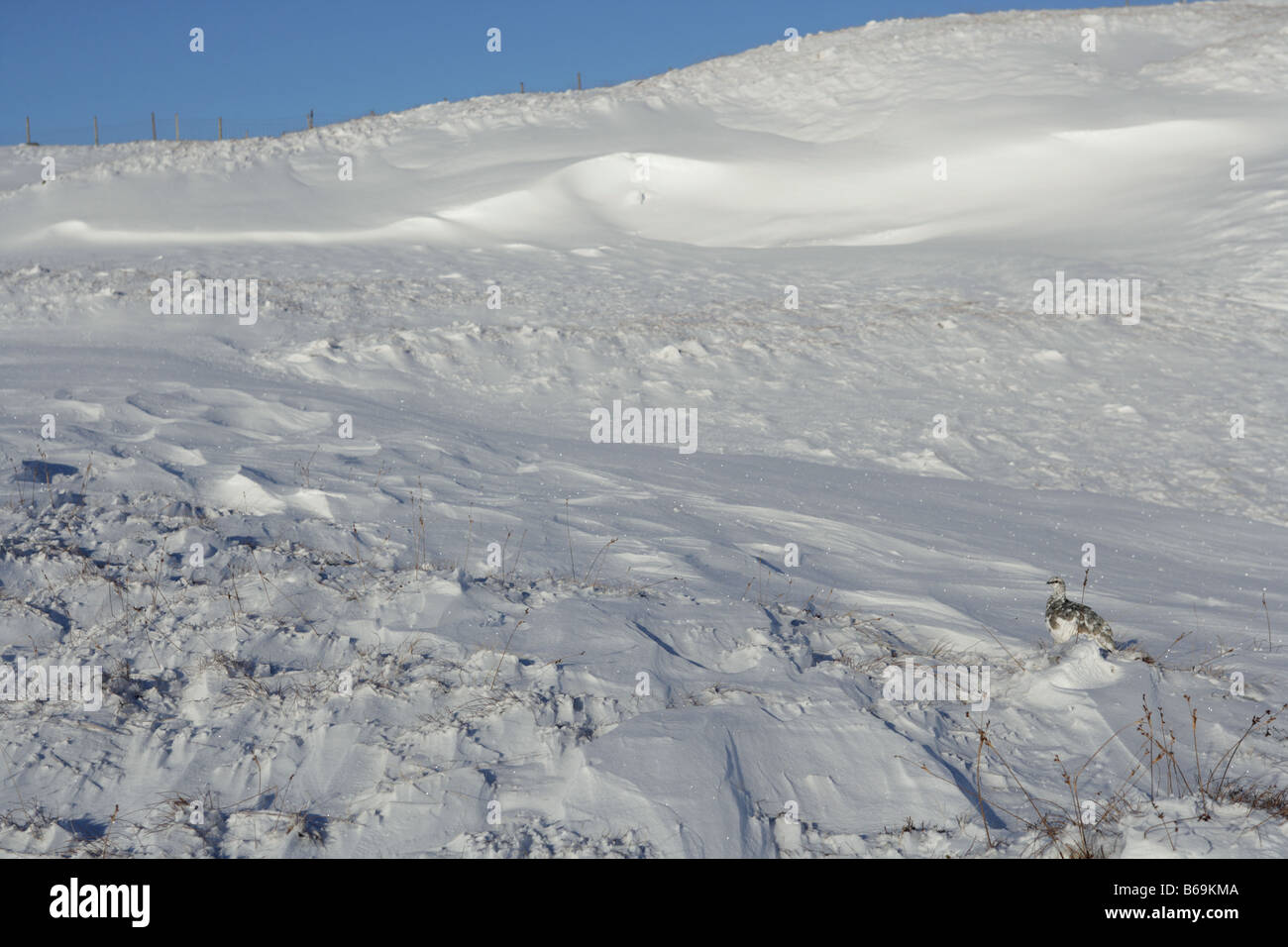 Hiding in grasses hi-res stock photography and images - Alamy
