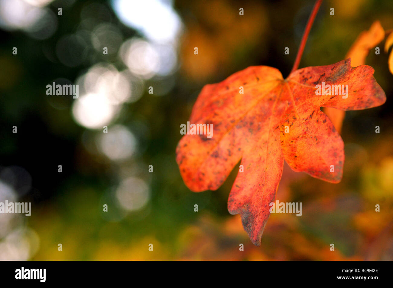 Fade leaf hi-res stock photography and images - Alamy