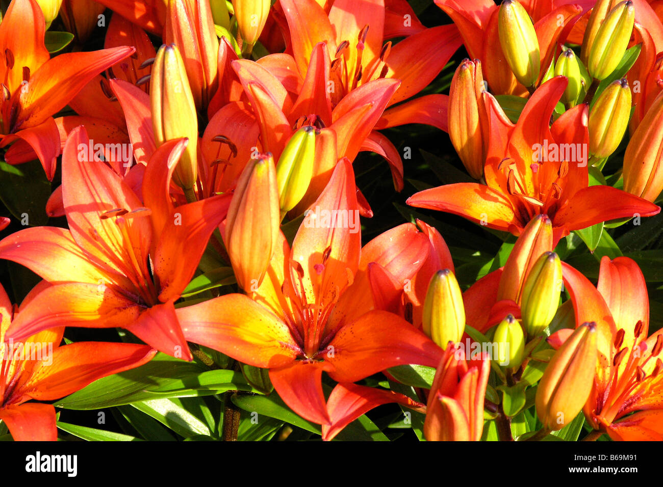 Keukenhof gardens in Lisse Netherlands. Lilies Lillium hybr Stock Photo ...