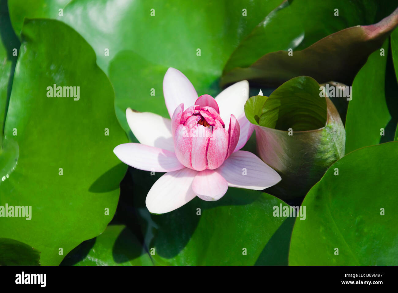 Water lily china hi-res stock photography and images - Alamy