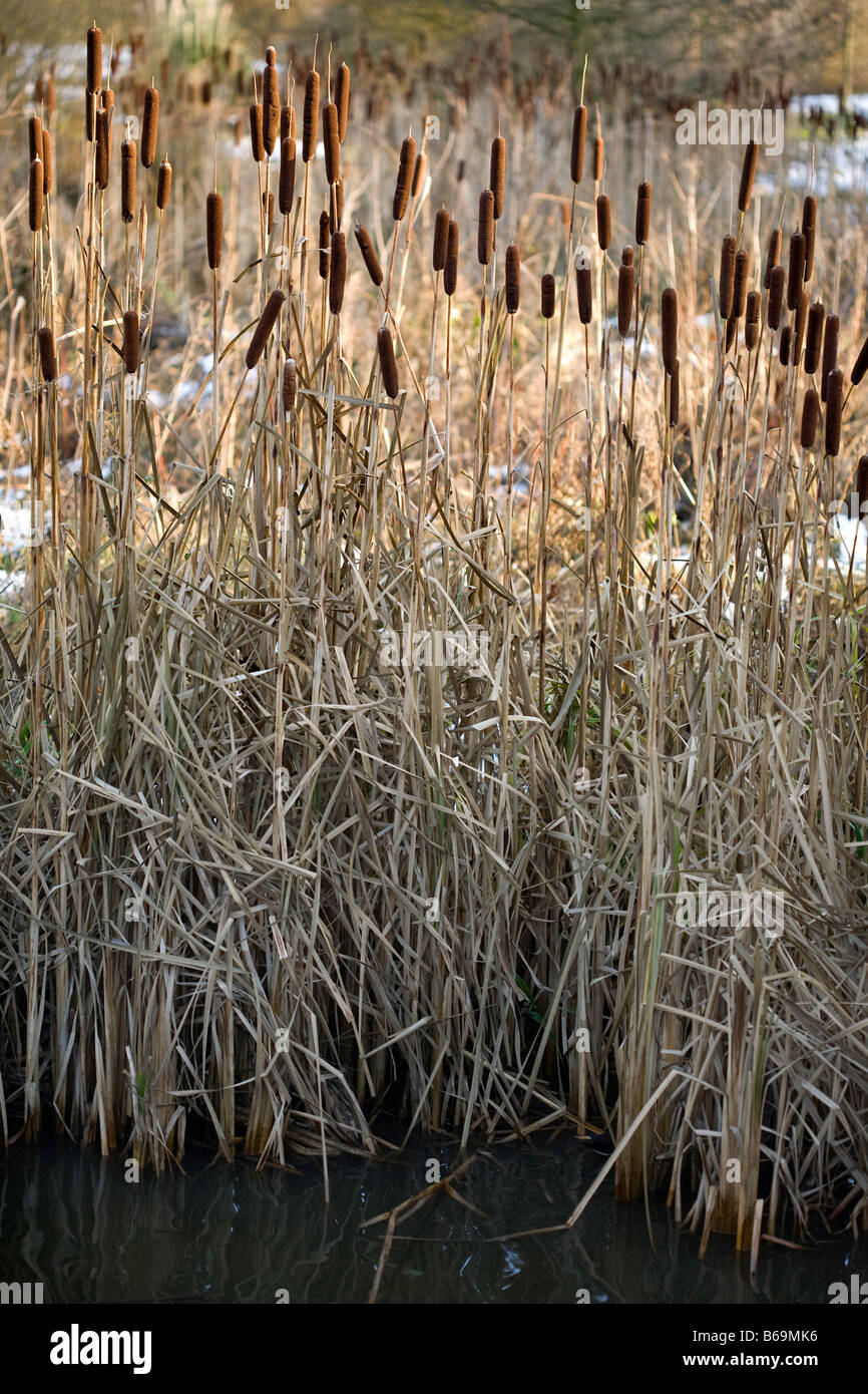 Bullrushes in winter Stock Photo - Alamy