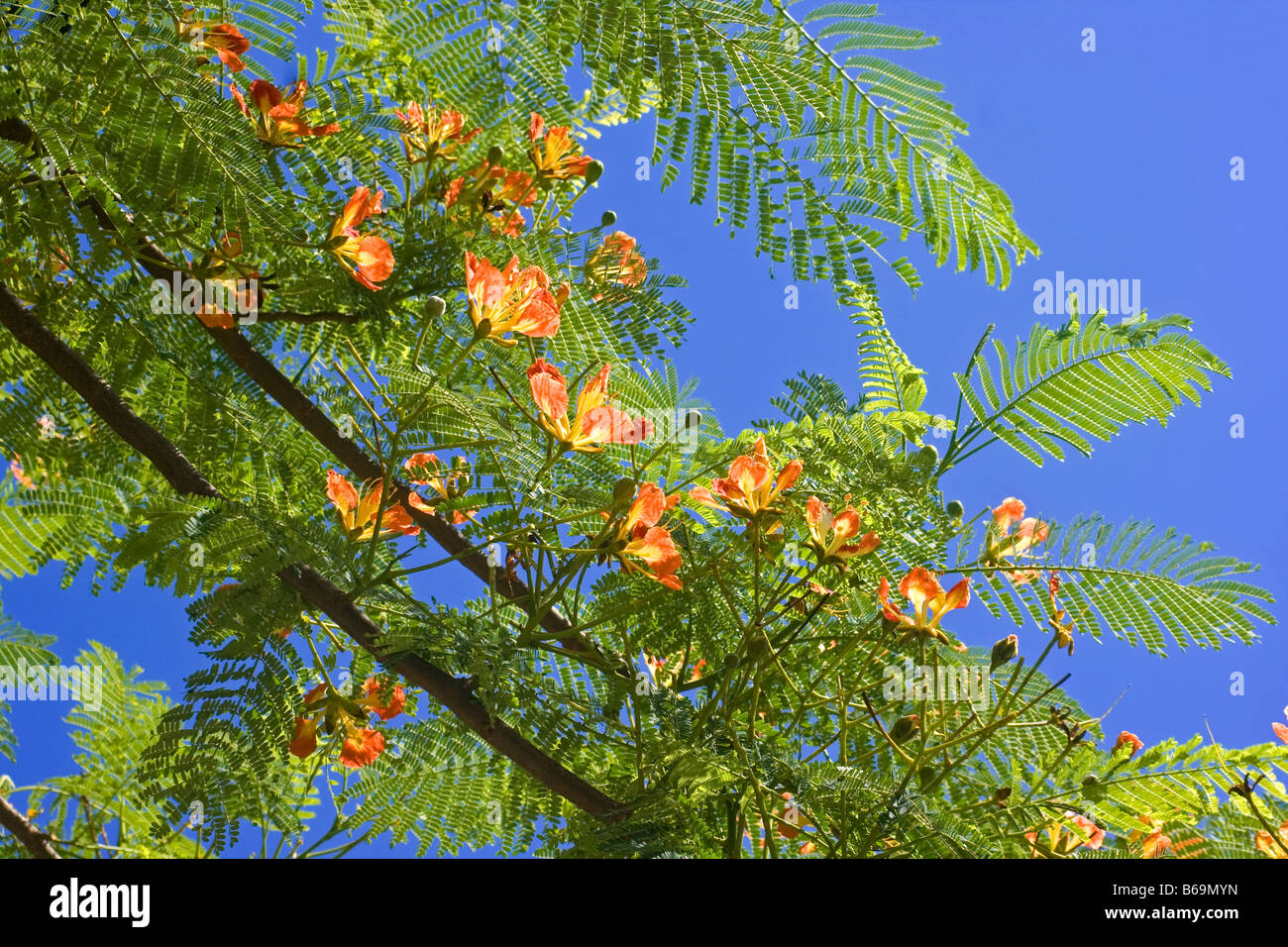 Flamboyant tree hi-res stock photography and images - Alamy