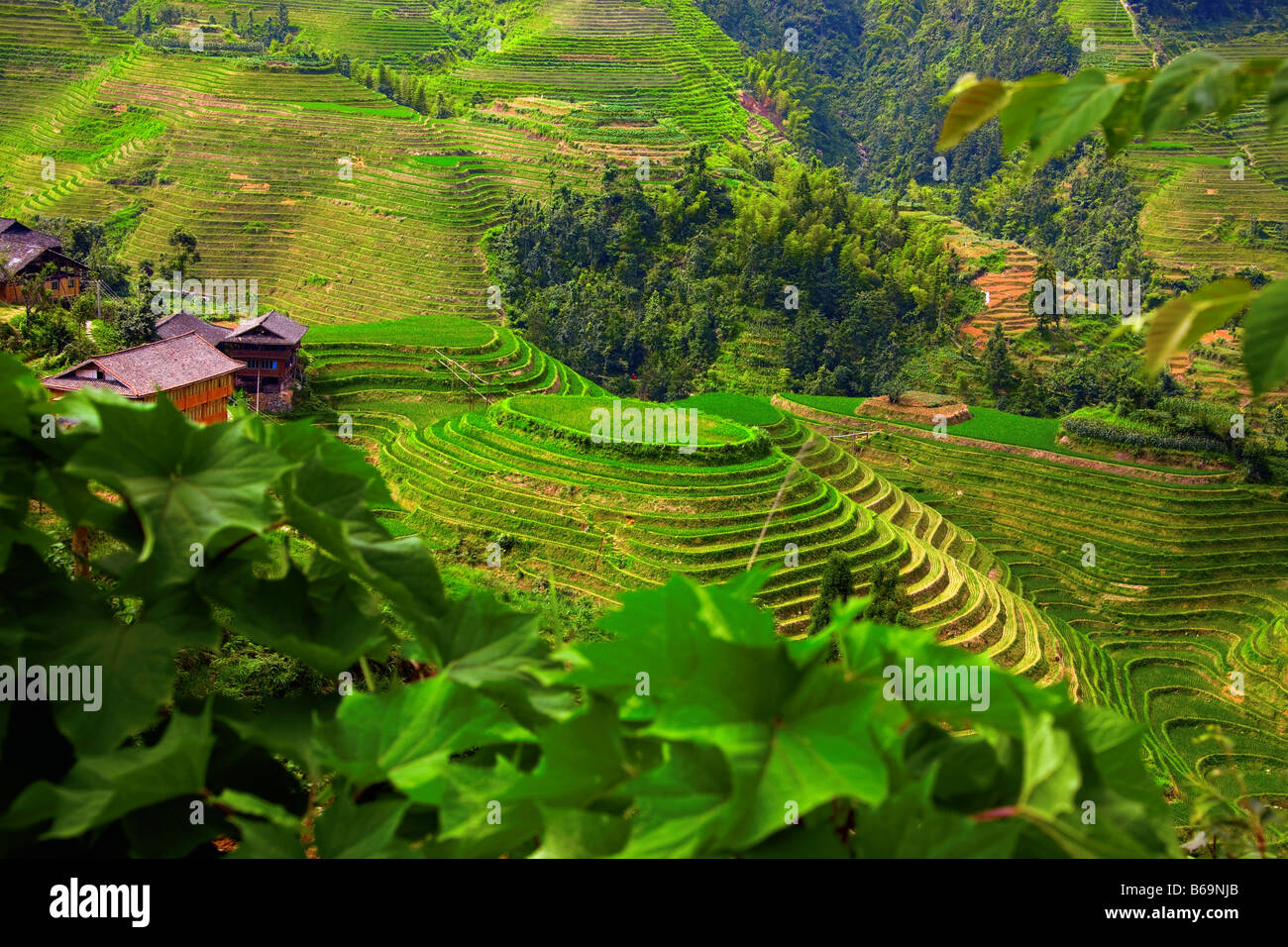 Jinkeng terraced fields hi-res stock photography and images - Alamy