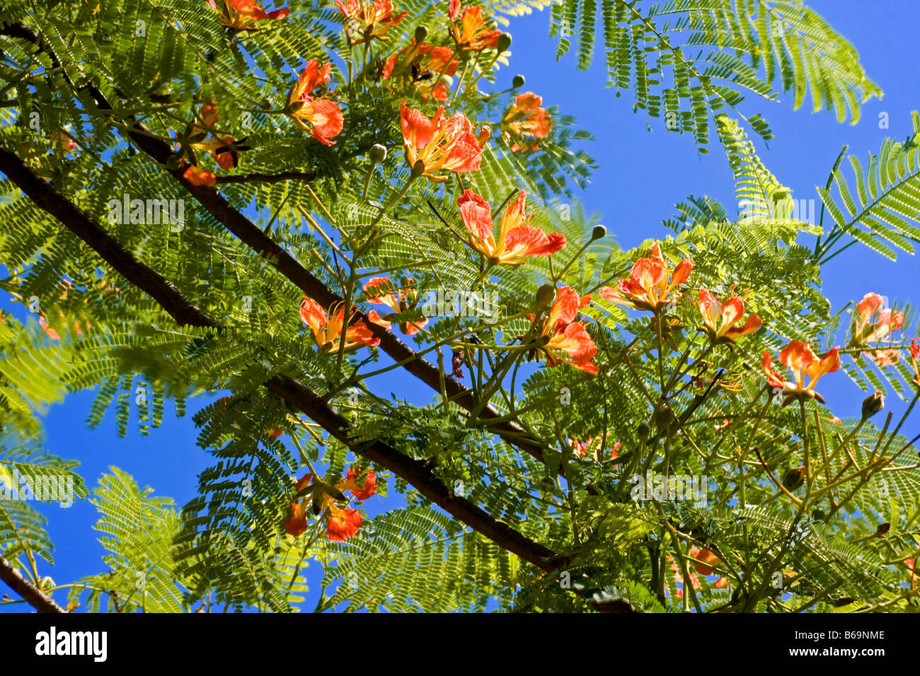 Flame tree delonix regia botanic hi-res stock photography and images ...