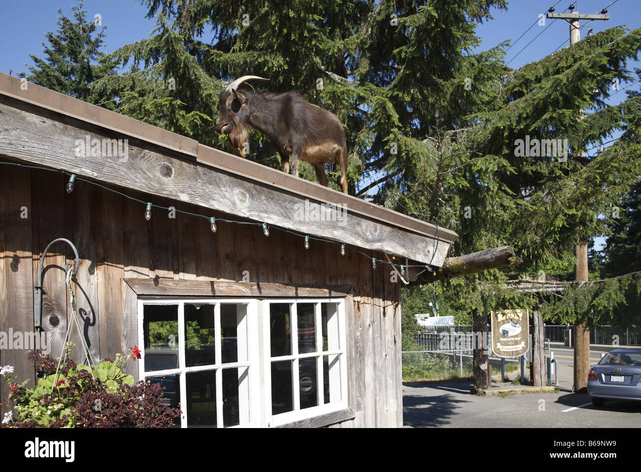 Goats on the roof hi-res stock photography and images - Alamy