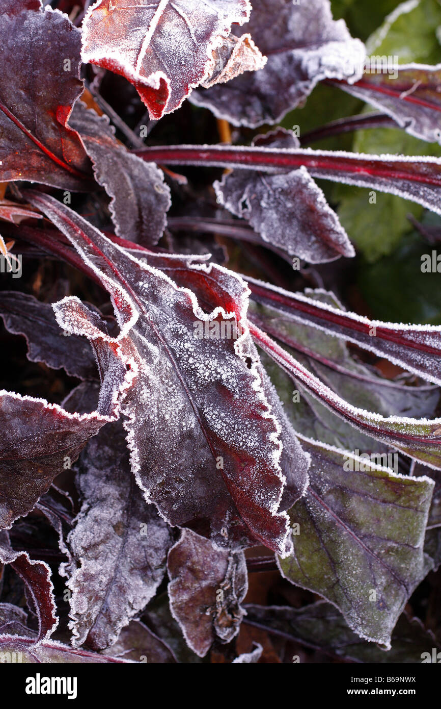 Beetroot pablo hi-res stock photography and images - Alamy
