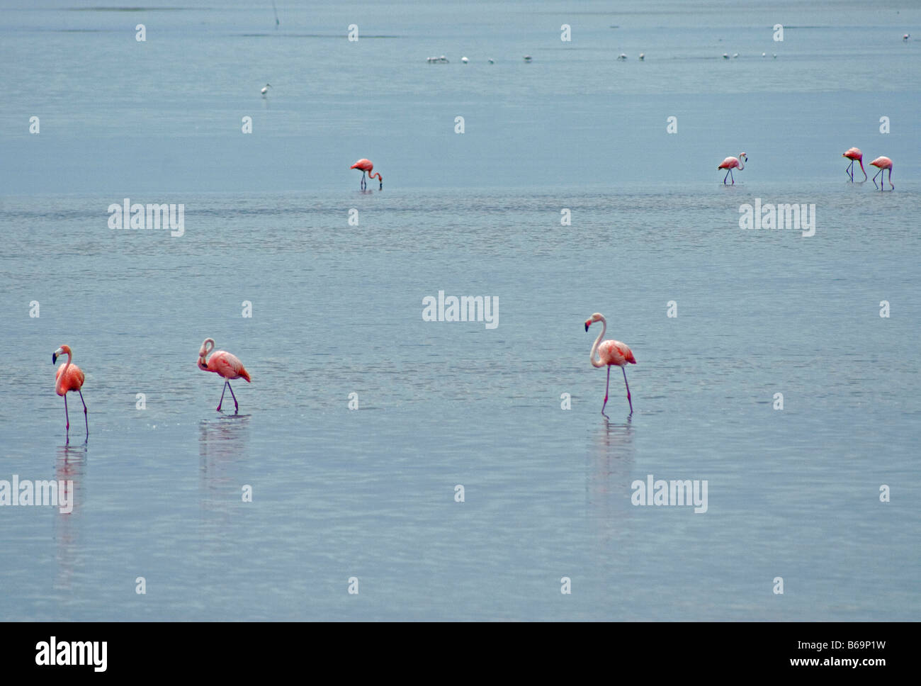 Pink legged birds hi-res stock photography and images - Alamy