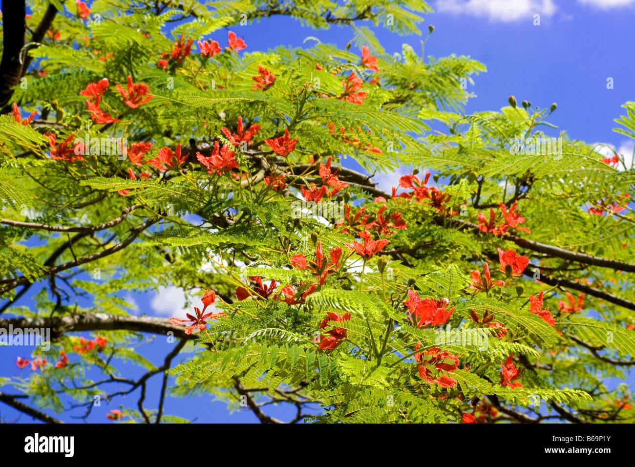 Flame tree delonix regia botanic hi-res stock photography and images ...