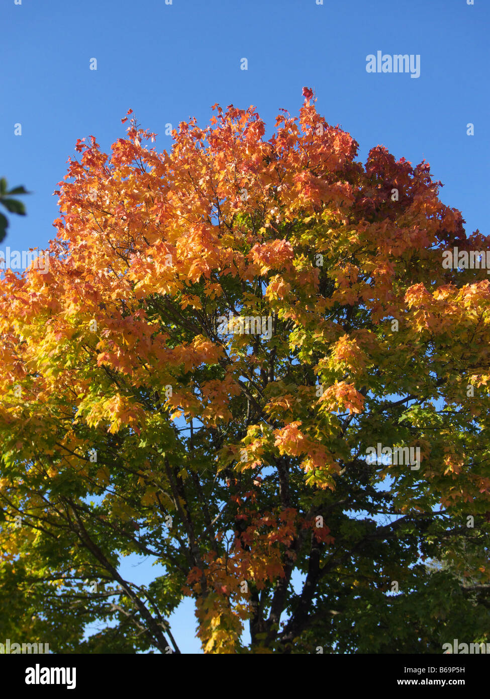 Maple in the fall Stock Photo - Alamy