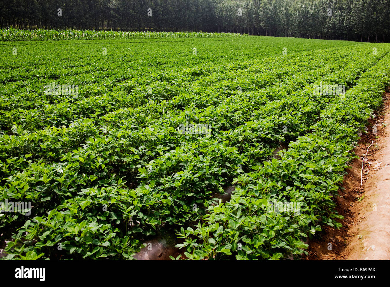 China Potato High Resolution Stock Photography and Images - Alamy