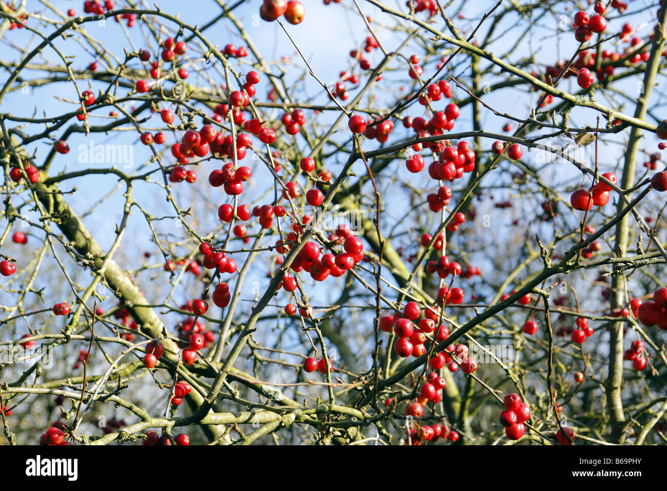 Red crab apples malus hi-res stock photography and images - Alamy