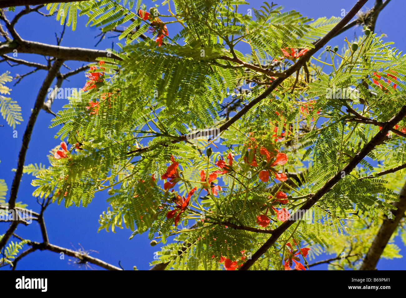 Flame tree delonix regia botanic hi-res stock photography and images ...