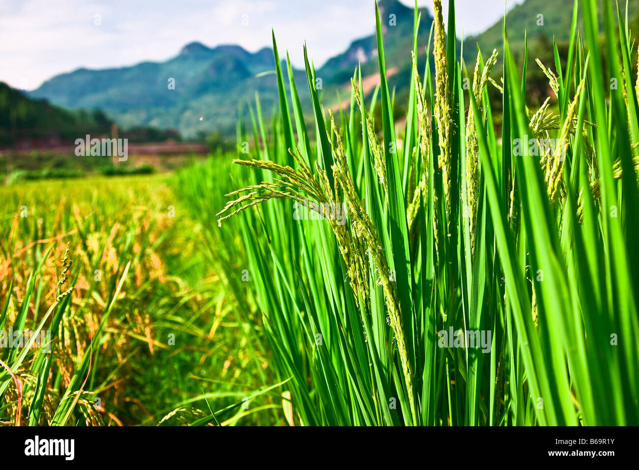 Rice growing china hi-res stock photography and images - Alamy