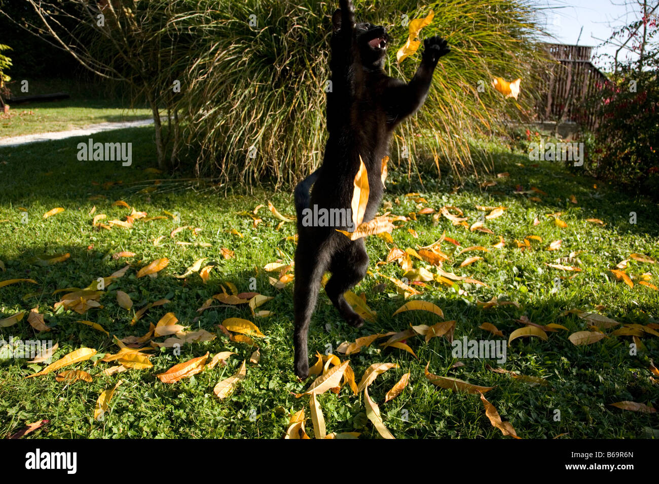 Black cat jumping for leaves in autumn Stock Photo - Alamy