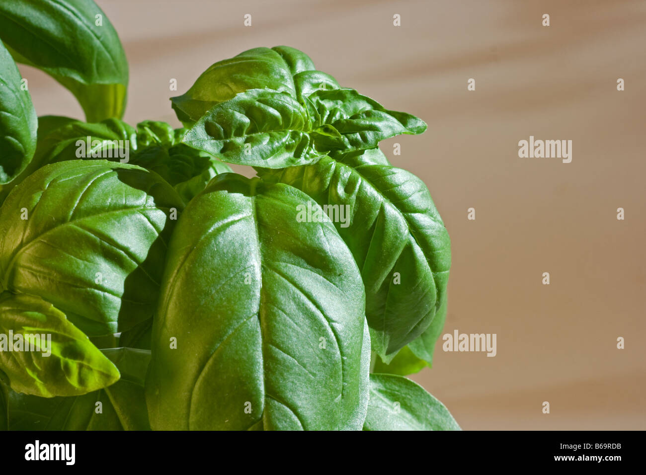 Fresh basil sprig Cut Out Stock Images & Pictures - Alamy