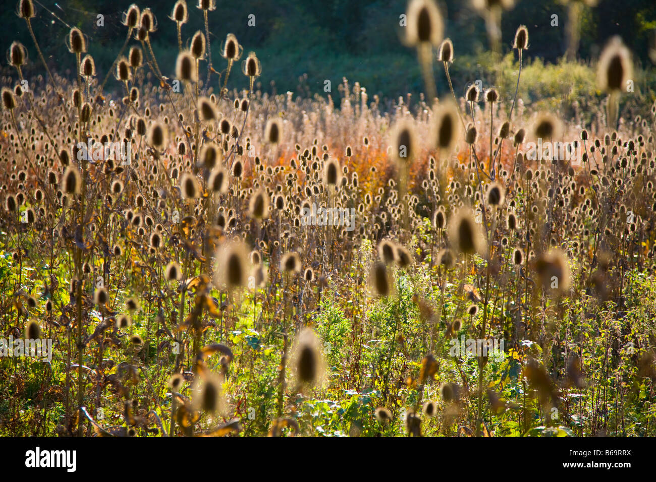 Restoration of natural habitats hi-res stock photography and images - Alamy