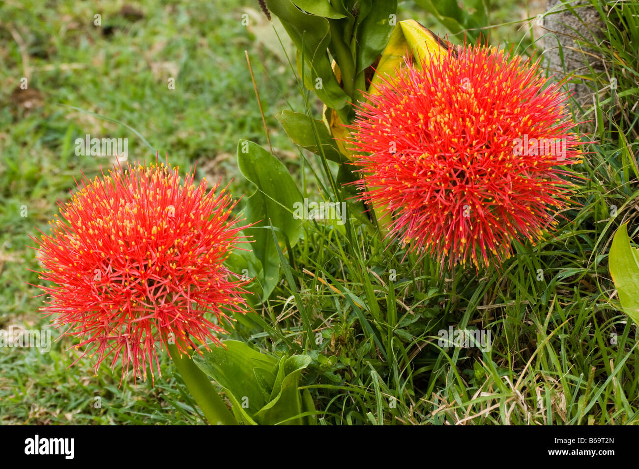Fireball lilies hi-res stock photography and images - Alamy