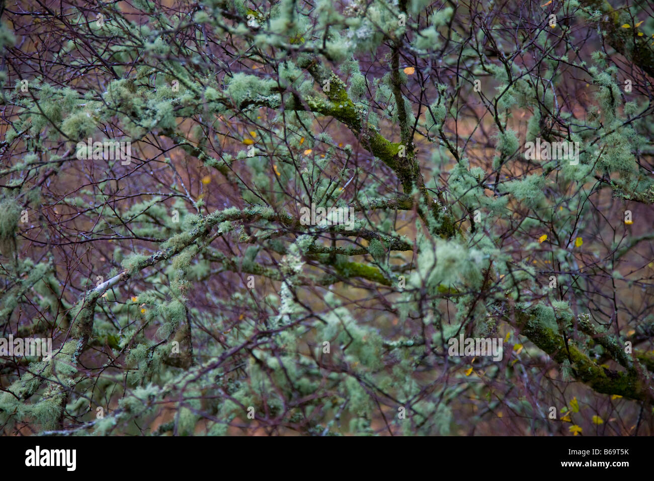 Lichen species Usnea or Old Man's Bear or Beard Lichen or Tree moss ...