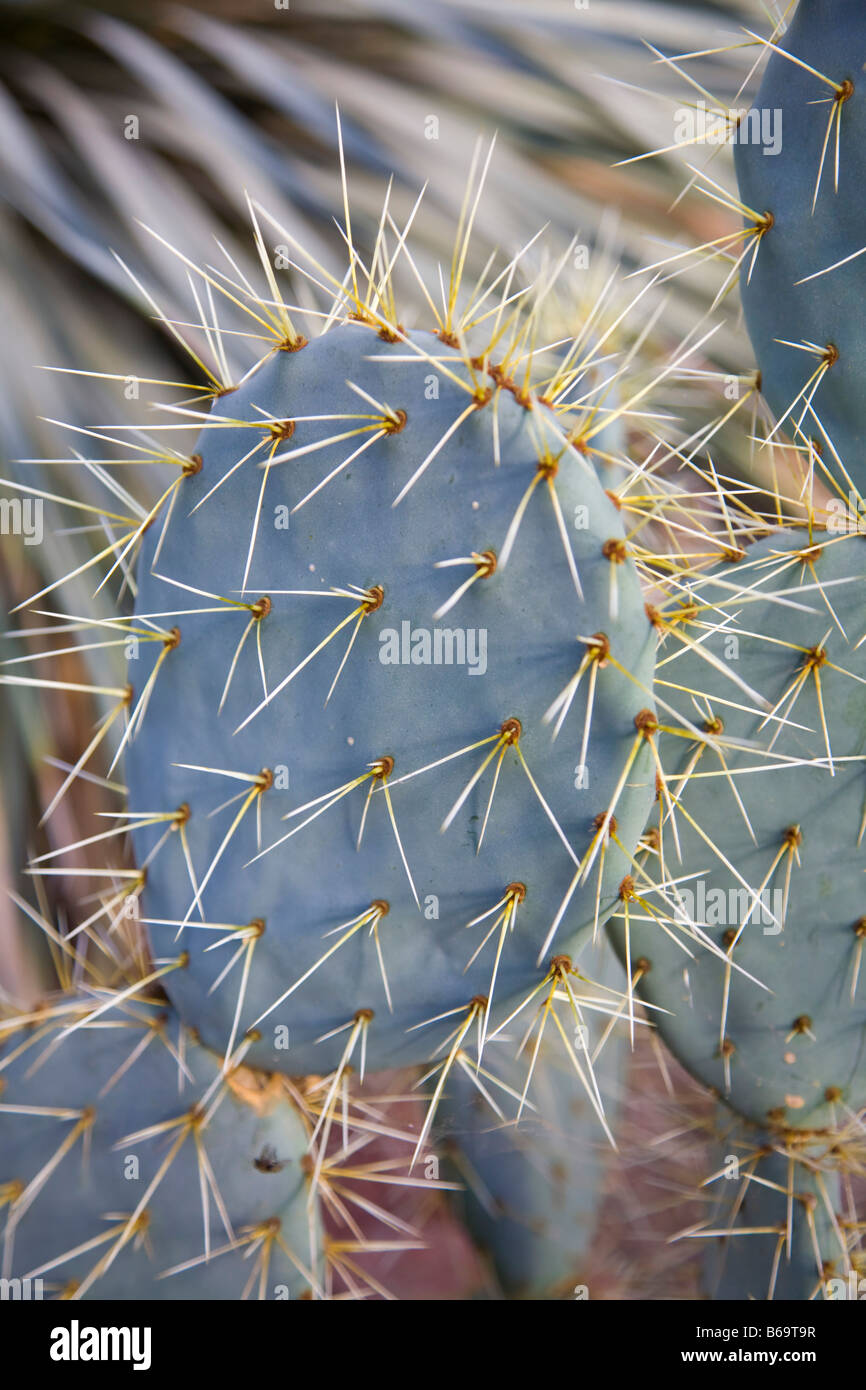 Opuntia robusta cactus hi-res stock photography and images - Alamy