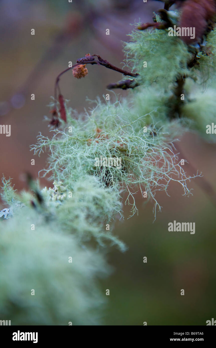 Lichen species Usnea or Old Man's Beard or Beard Lichen or Tree moss ...
