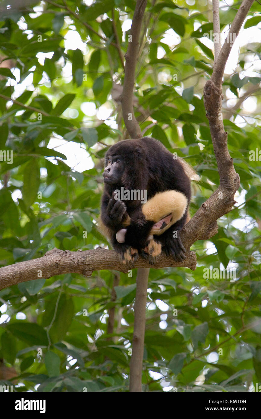 Mantled howler monkey aloutta palliata hi-res stock photography and ...