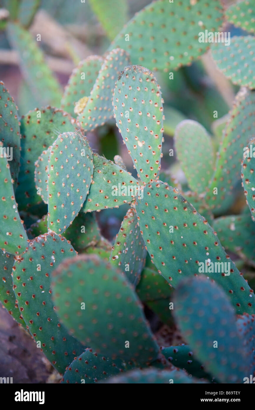 Opuntia rufida hi-res stock photography and images - Alamy
