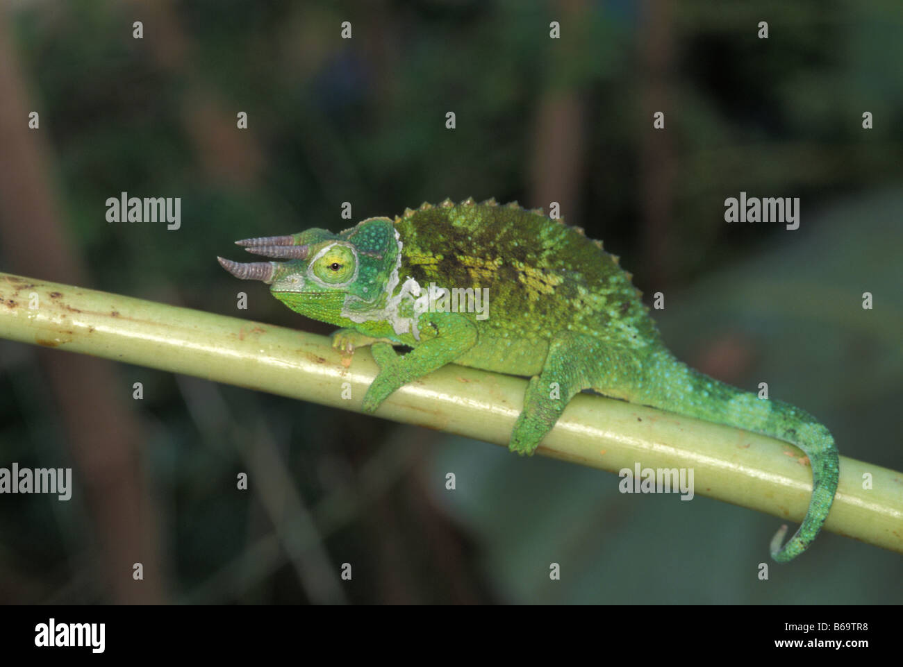 three horned chameleon on branch Stock Photo - Alamy