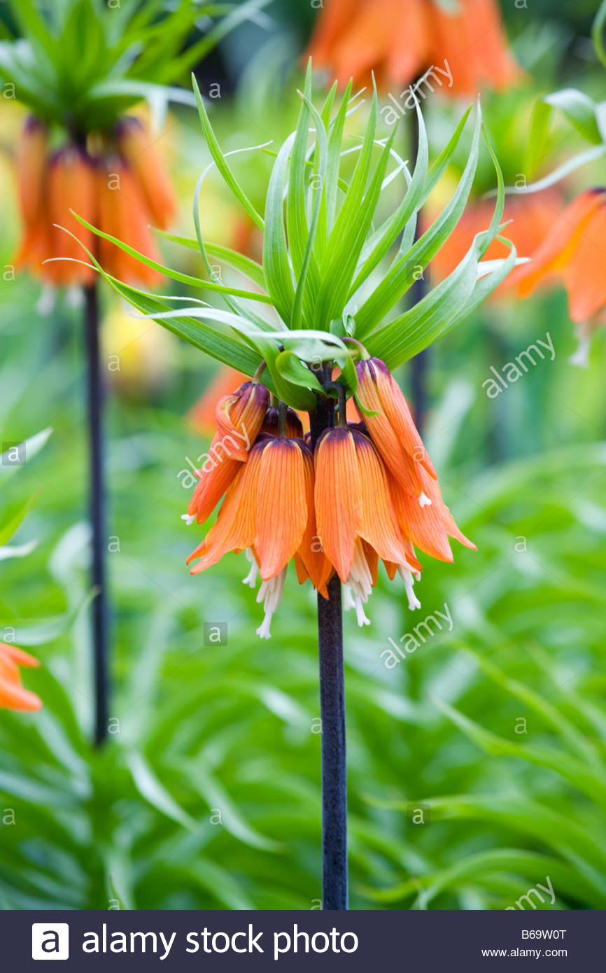 Fritillaria Bulb Stock Photos & Fritillaria Bulb Stock Images - Alamy