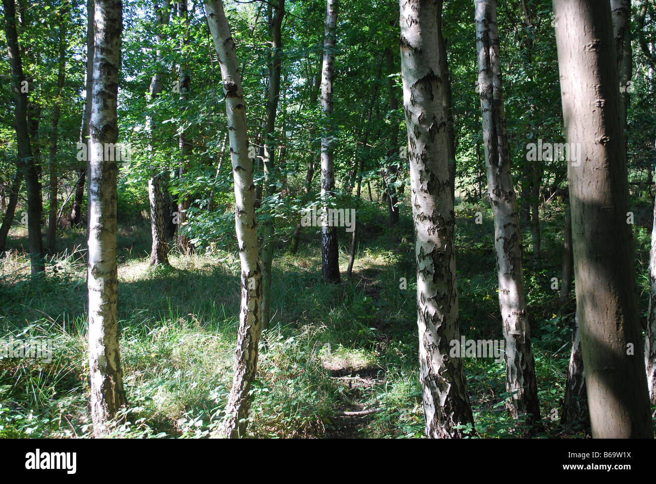 Silver birch tree trunks Stock Photo - Alamy