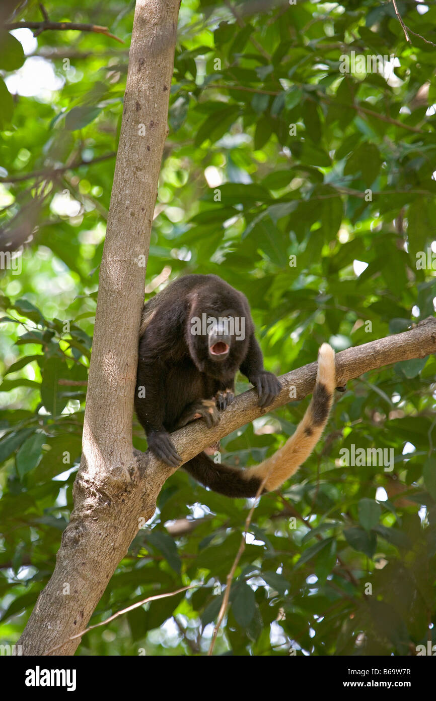 Mantled howler monkey aloutta palliata hi-res stock photography and ...