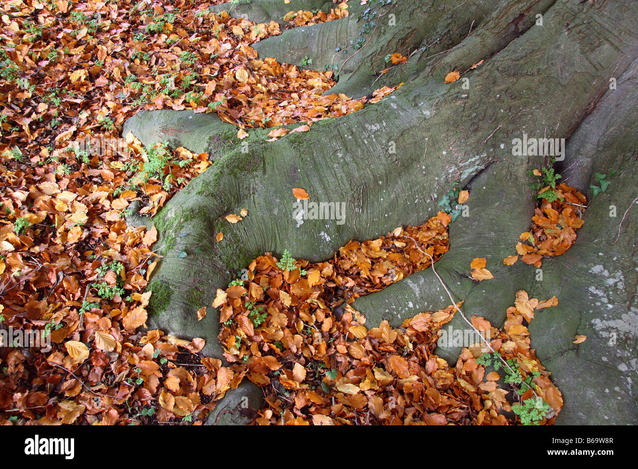 Beech, Tree, Roots, Autumnal, Autumn, Fall, Fallen, Leaves, Trunk, Bark ...