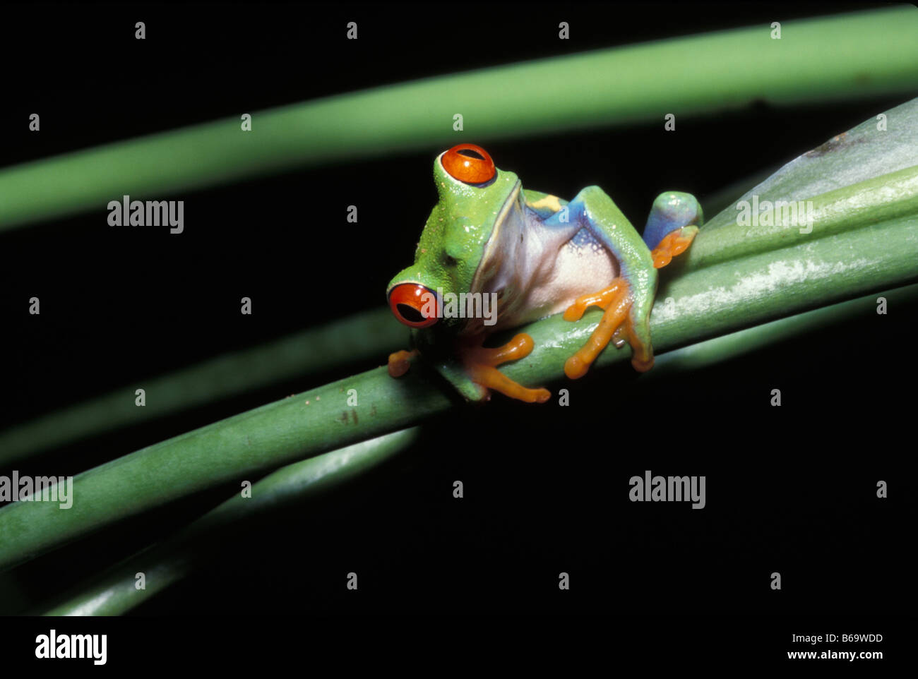 Red frog leaping hi-res stock photography and images - Alamy