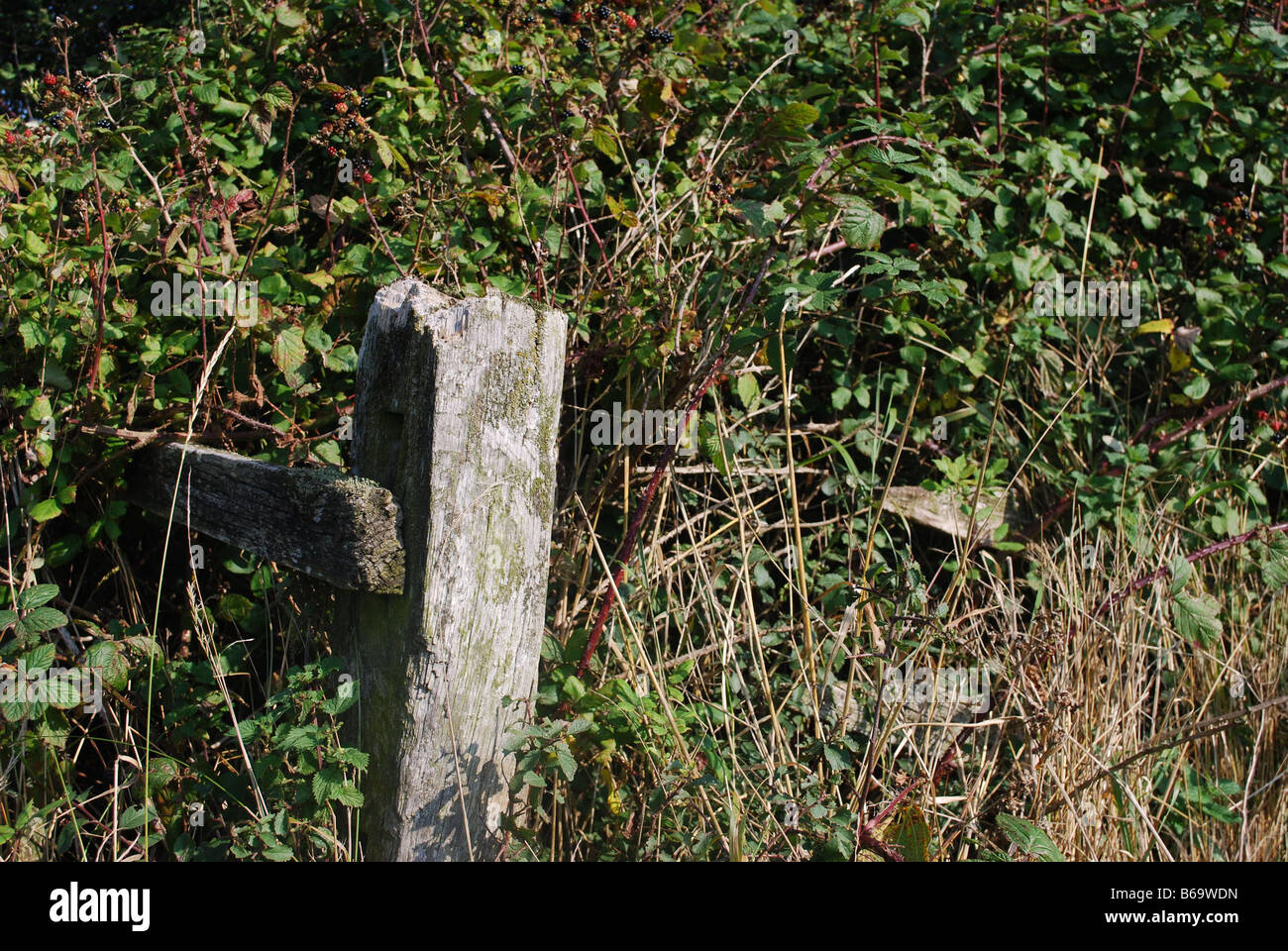 Old fence post in hedgerow Stock Photo - Alamy