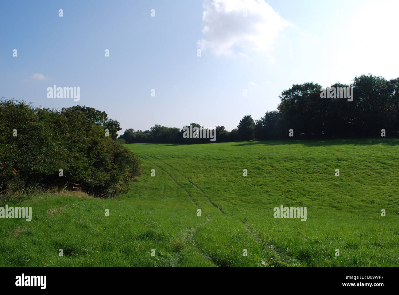 Grass field with trees and hedges Stock Photo - Alamy