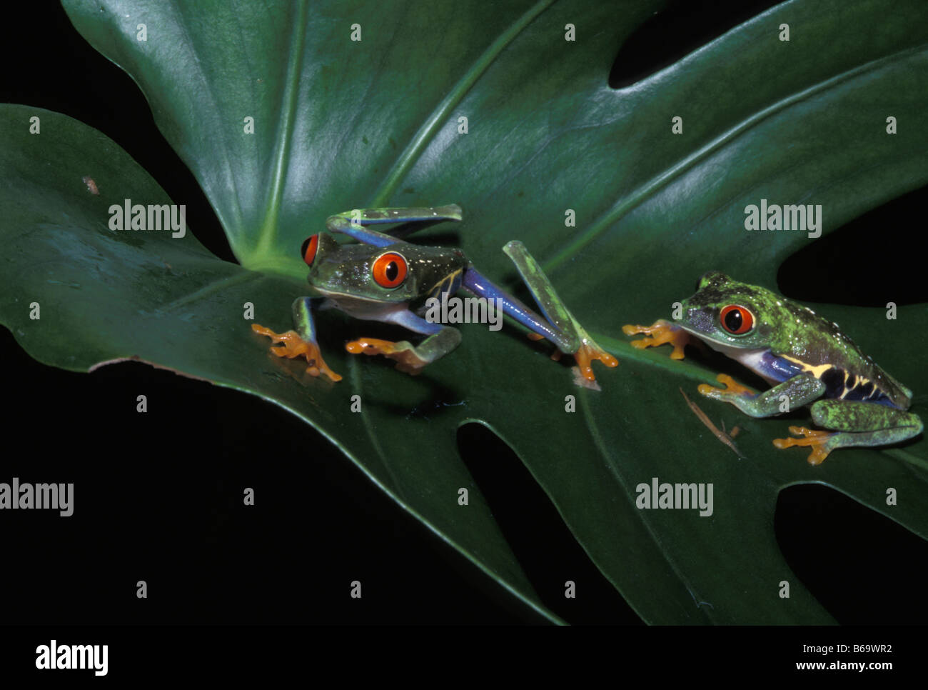 red-eyed tree frog on leaf Stock Photo - Alamy