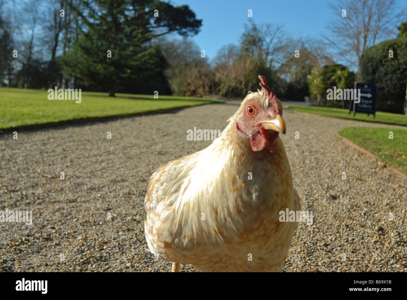 hen, morning, sunlight, hens, fowl, bird, two, birds, animal, animals ...
