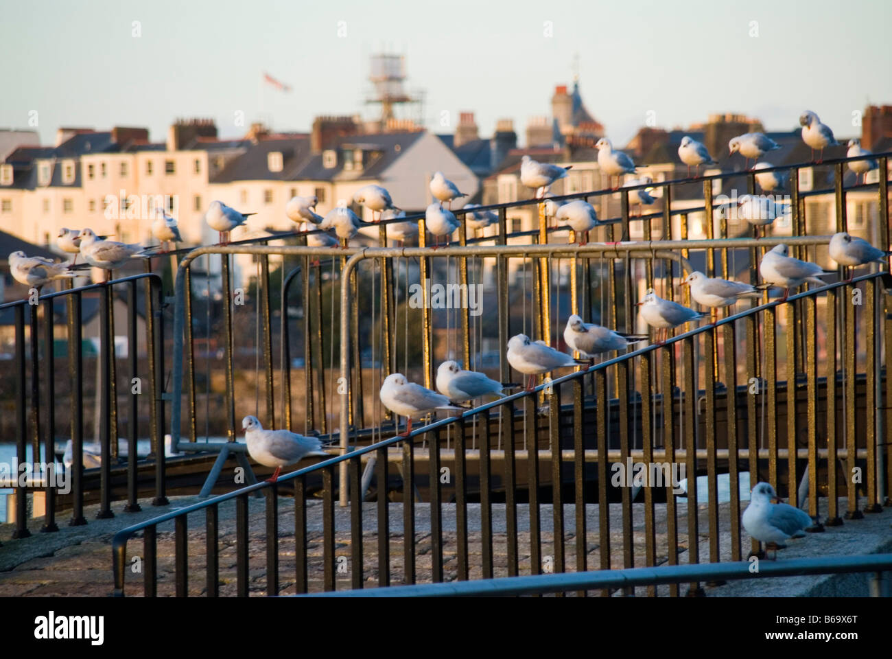 Roosting seagulls on Plymouth railings, Devon Stock Photo - Alamy