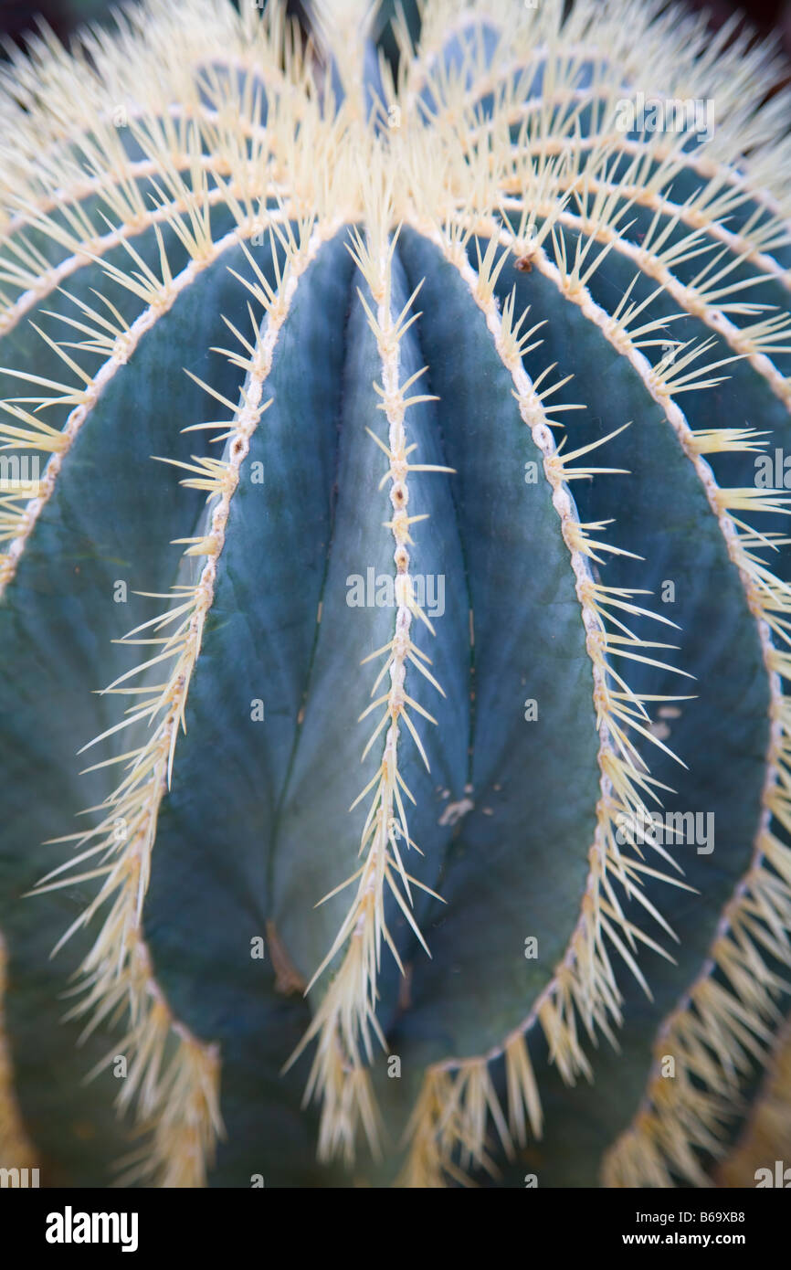 Blue grey cactus hi-res stock photography and images - Alamy