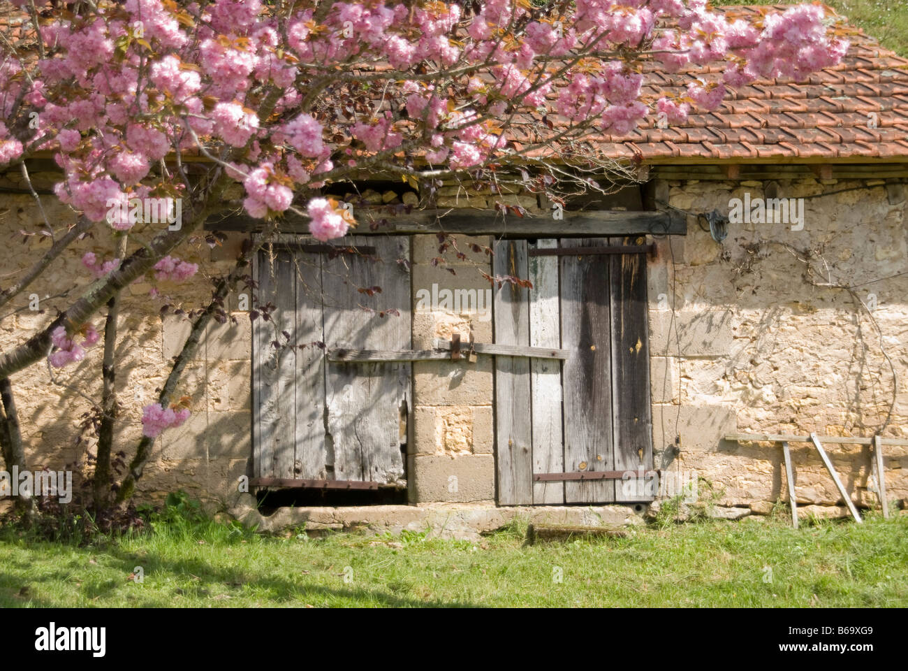 Pink blossom tree by barn in France Stock Photo - Alamy