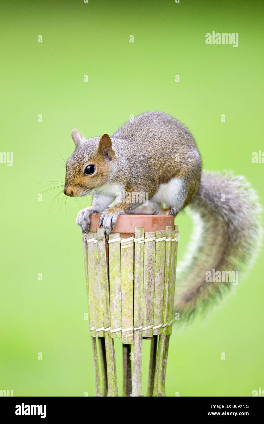 Grey Squirrel Sitting on Raised Plant Pot in Garden "Sciurus ...