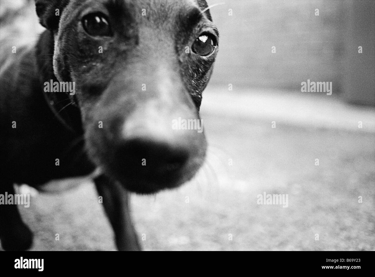Small dog at ground level sniffing lens Stock Photo - Alamy