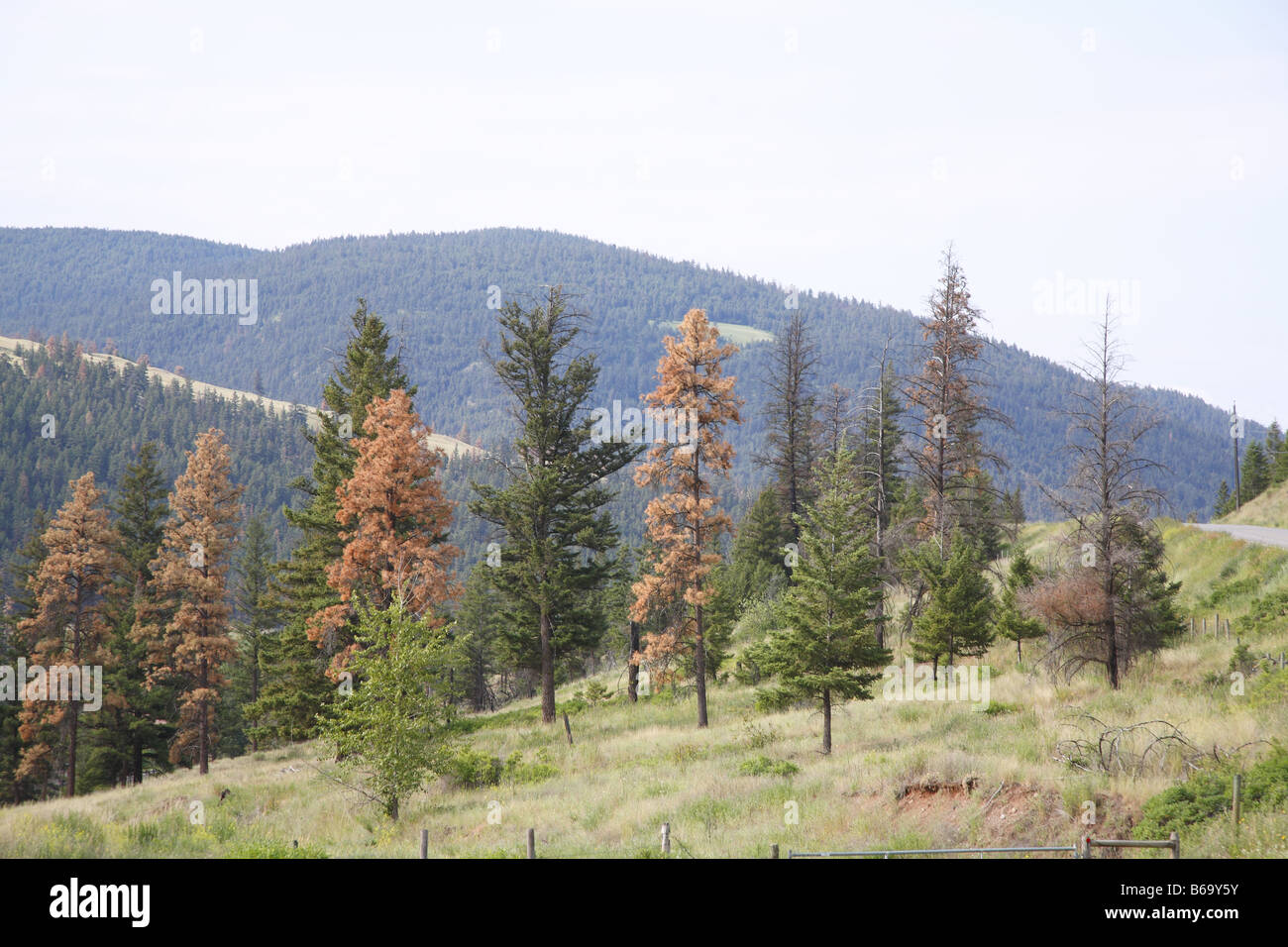 Cache baum hi-res stock photography and images - Alamy