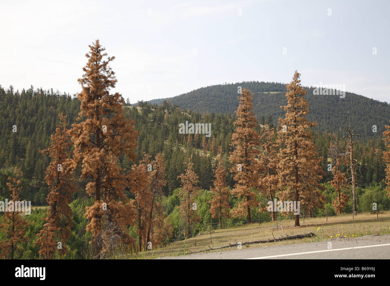 Cache baum hi-res stock photography and images - Alamy