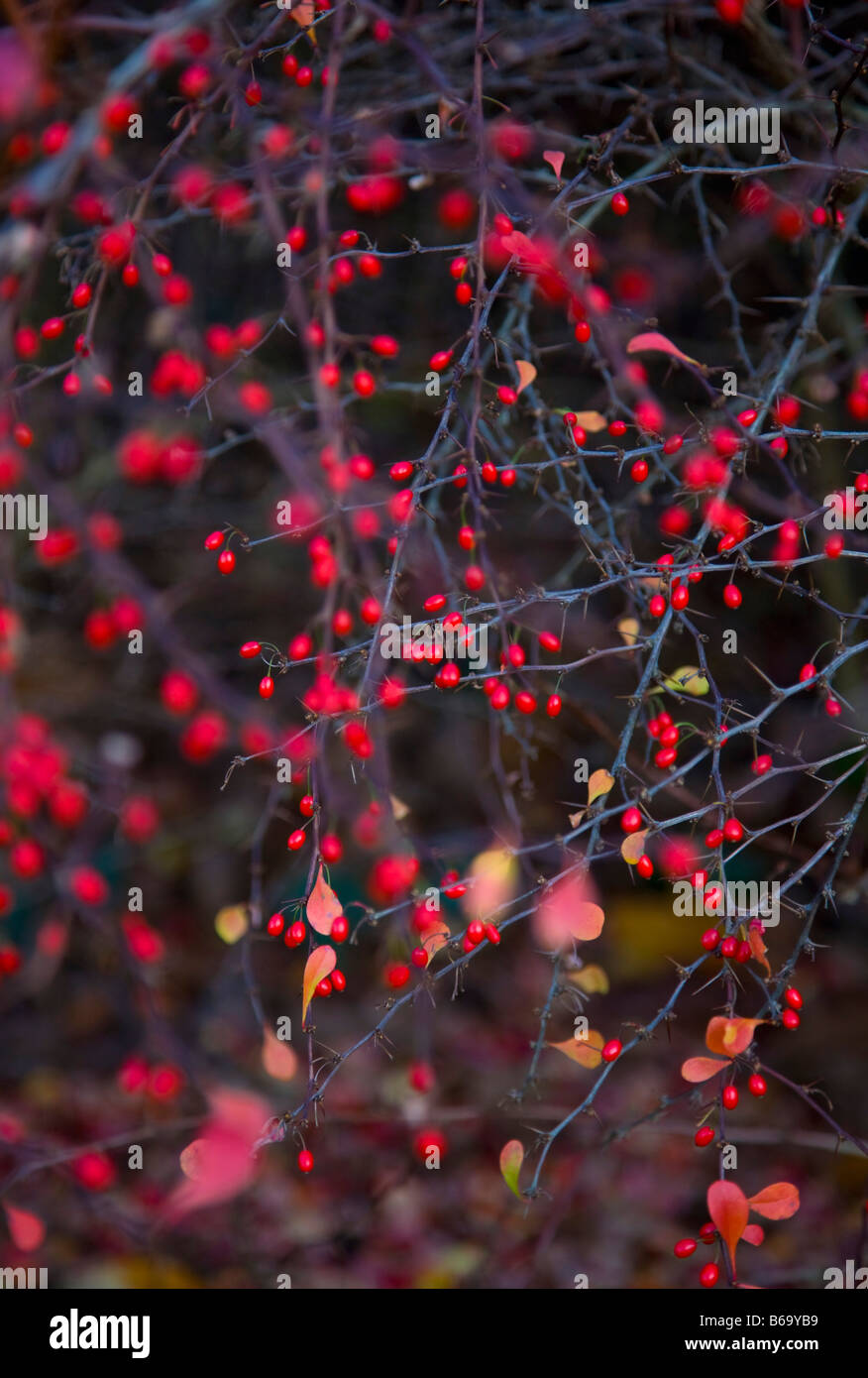 Berberis thunbergii winter hi-res stock photography and images - Alamy