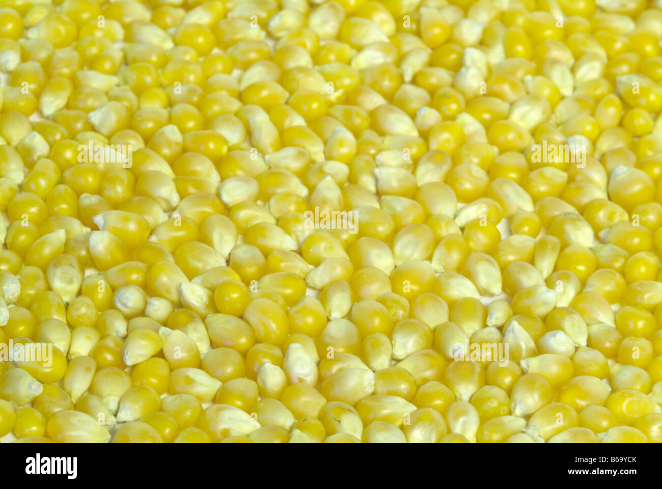 Maize - yellow Corn Stock Photo - Alamy