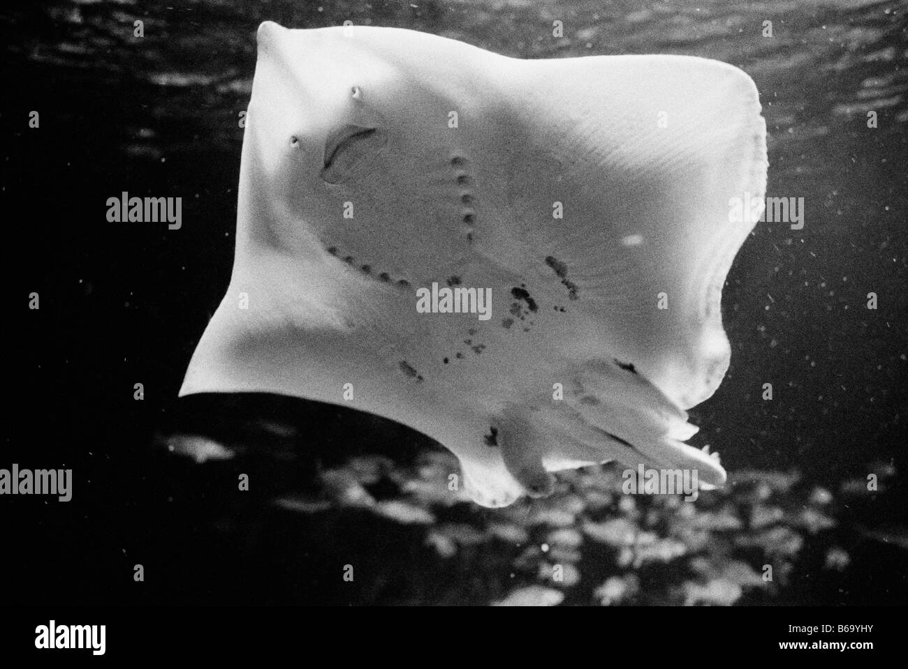 Ray under water Stock Photo - Alamy