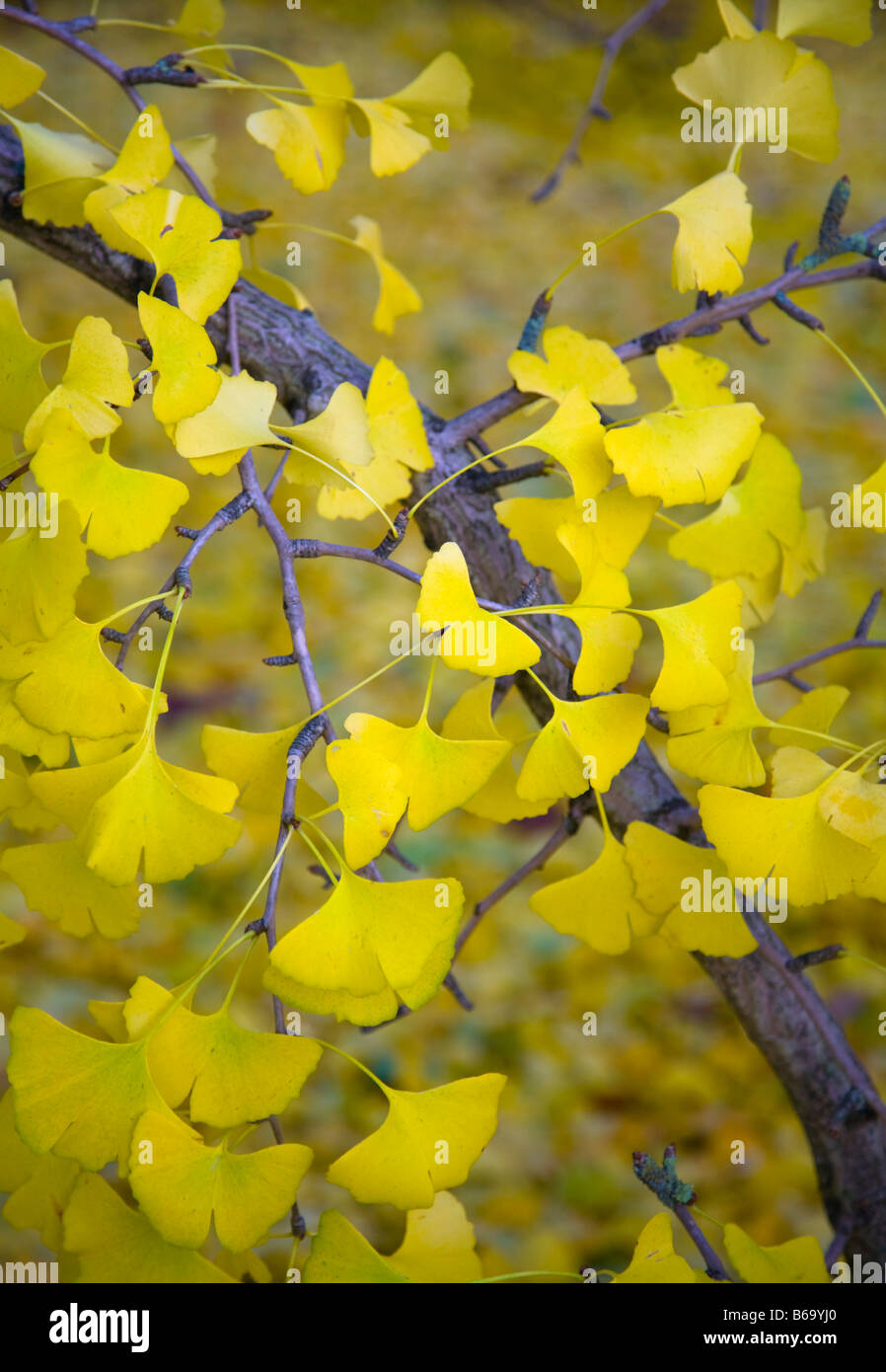 Stunning ginkgo color hi-res stock photography and images - Alamy