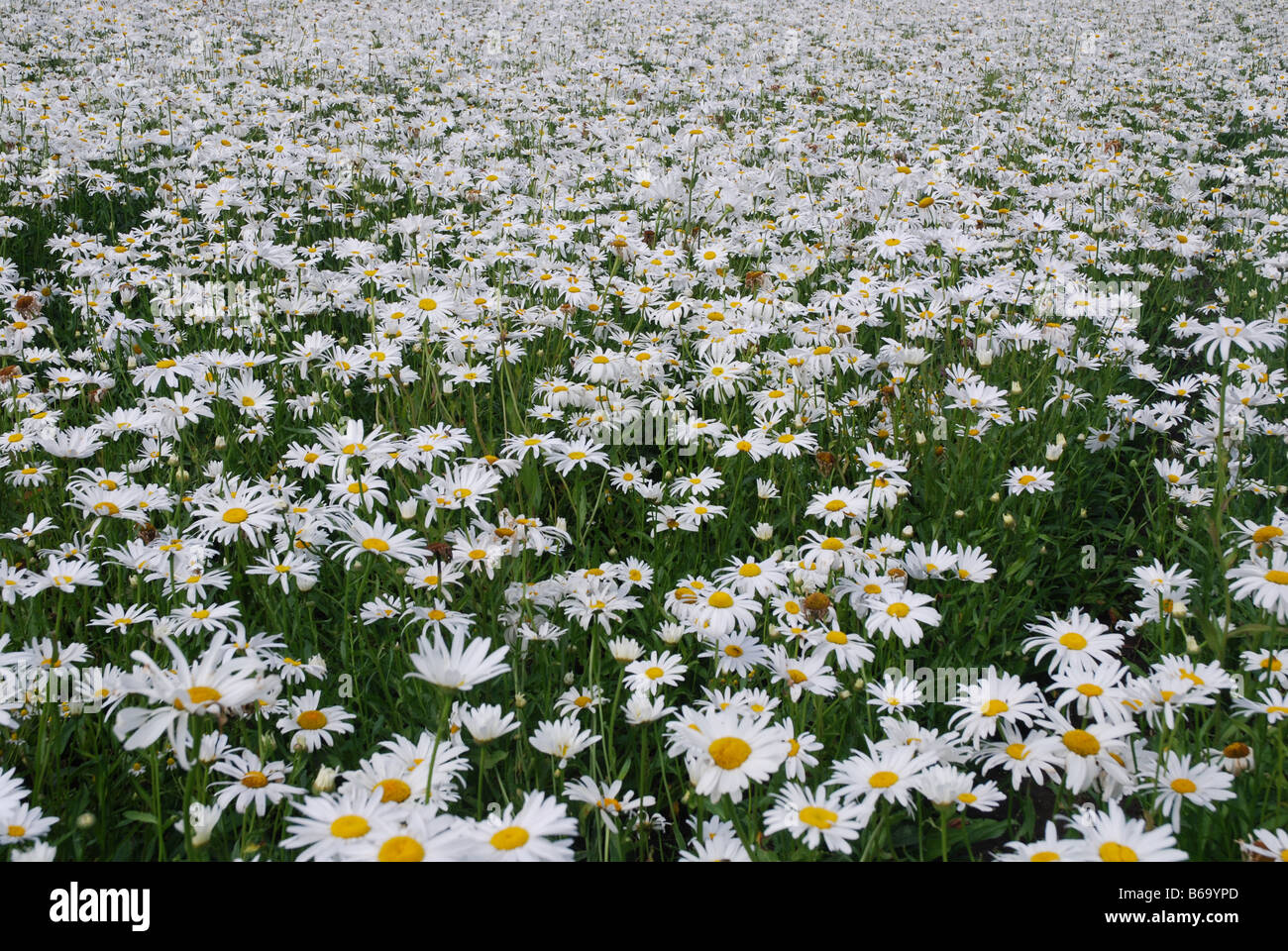 Oxeye daisy seeds hi-res stock photography and images - Alamy
