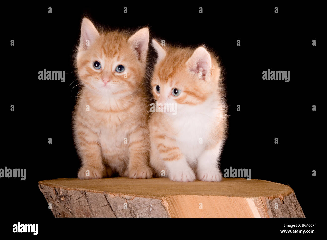 Two weeks old kitten hi-res stock photography and images - Alamy