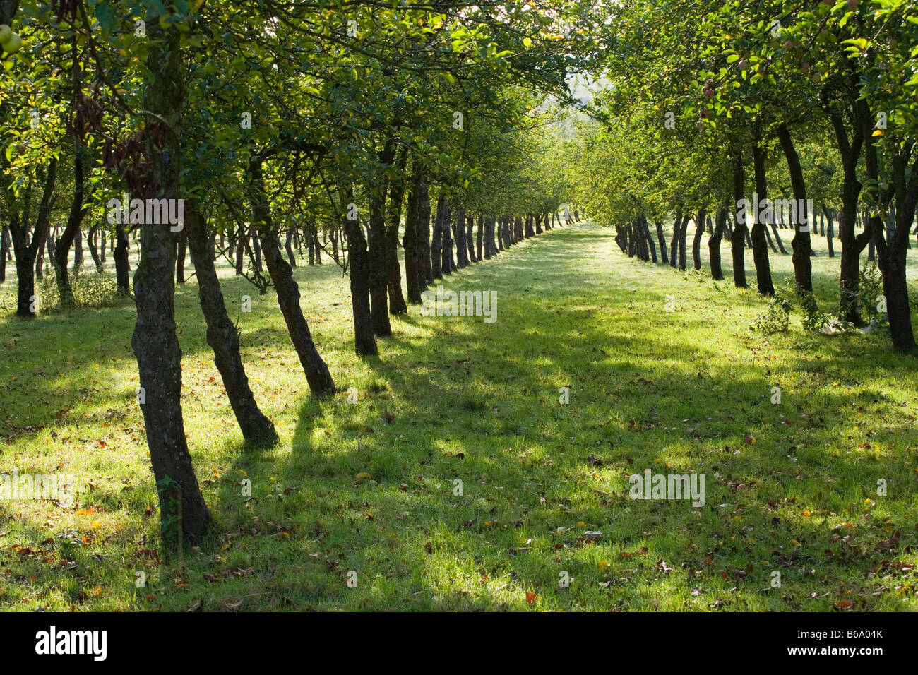 Burrow Hill Farm, Somerset, UK (Julian Temperley) Traditional cider ...